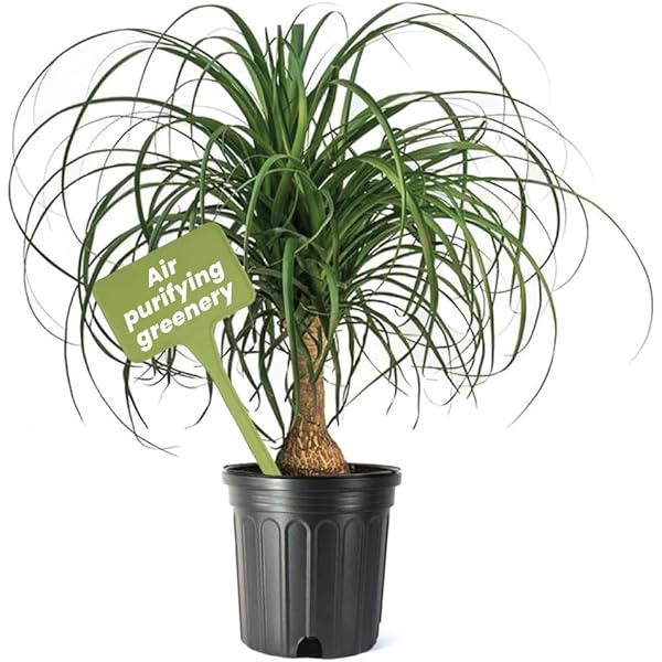 Ponytail Palm Care Guide: Everything You Need To Know — Plant Care Tips ...