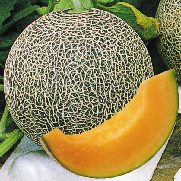 Mua Grafted Vegetable Seedlings, Melon, Grafted F1 Takami Red, 4 ...