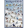 Amazon.com: Backyard Birds Educational Poster - 24 x 36 inches: Posters ...