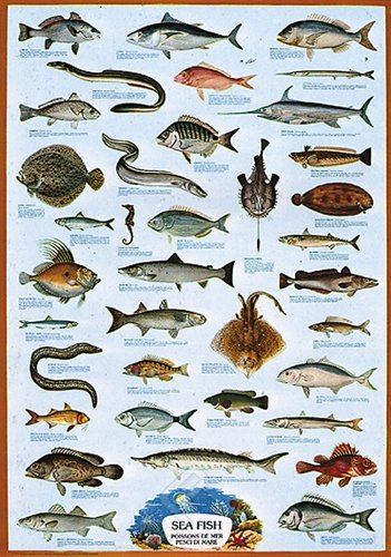 HUGE LAMINATED / ENCAPSULATED Sea Fish Chart XL POSTER measures a ...