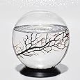 Amazon.com: EcoSphere Closed Aquatic Ecosystem, Small Pod, with ...