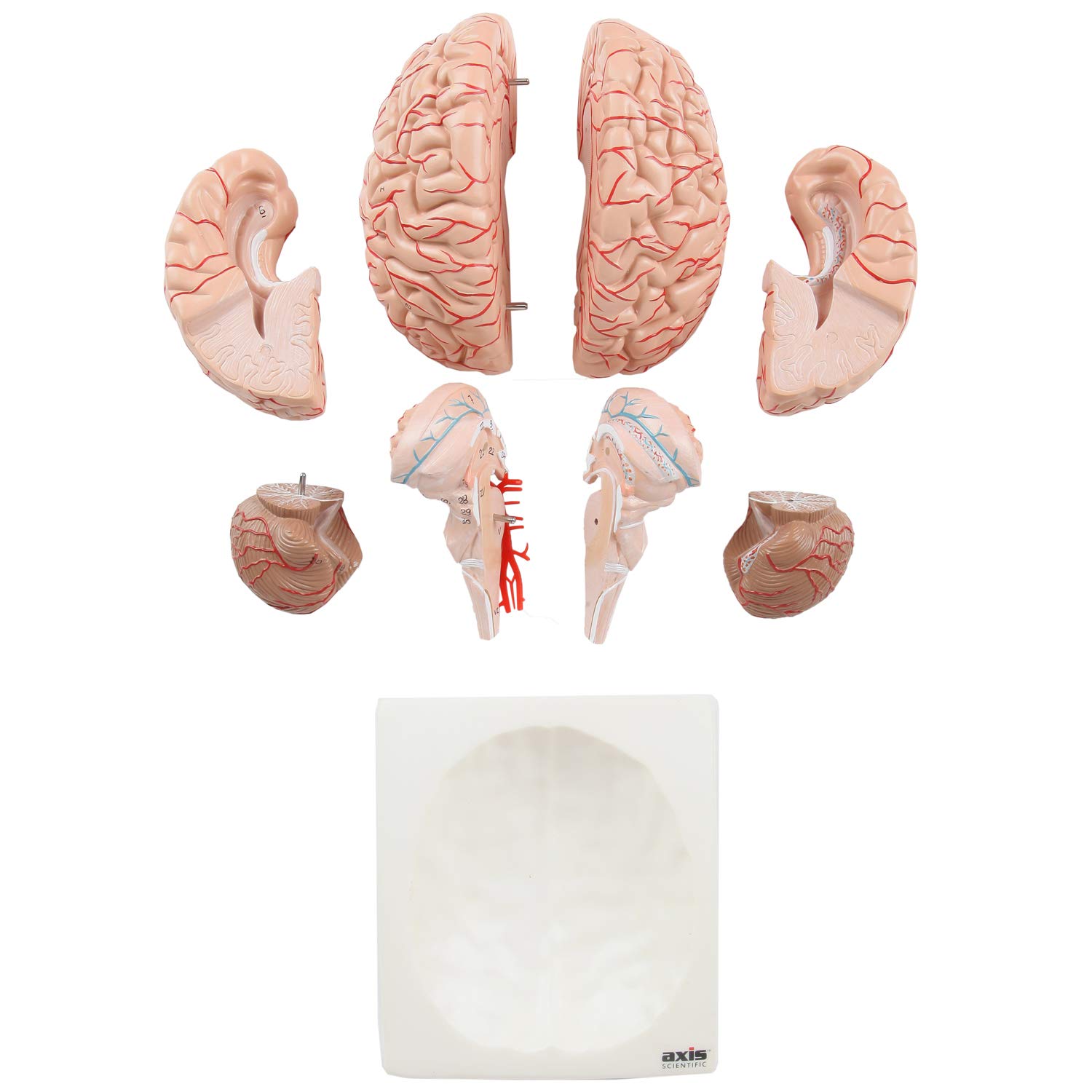 Mua Axis Scientific Deluxe 8-Part Human Brain Model with Arteries ...