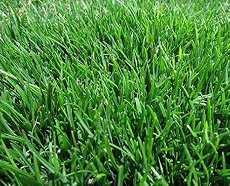 Emerald Zoysia Grass
