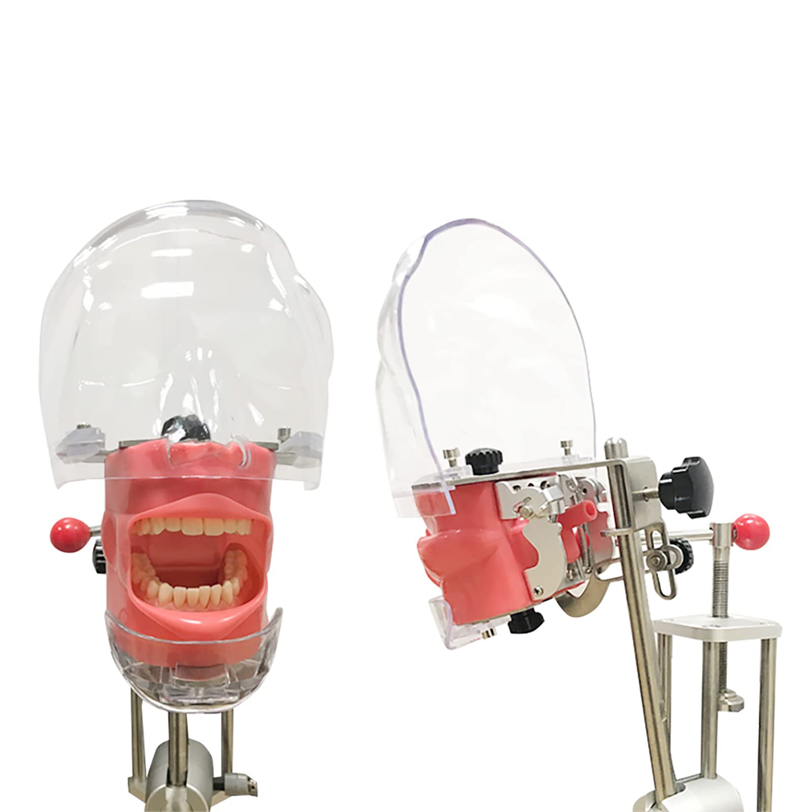 Mua Dental Simulator Mannequin Head- YOUYA DENTAL Typodont Teeth Model ...
