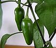 Fooled You Jalapeno Hybrid Pepper - 25 Seeds: Amazon.com: Grocery ...