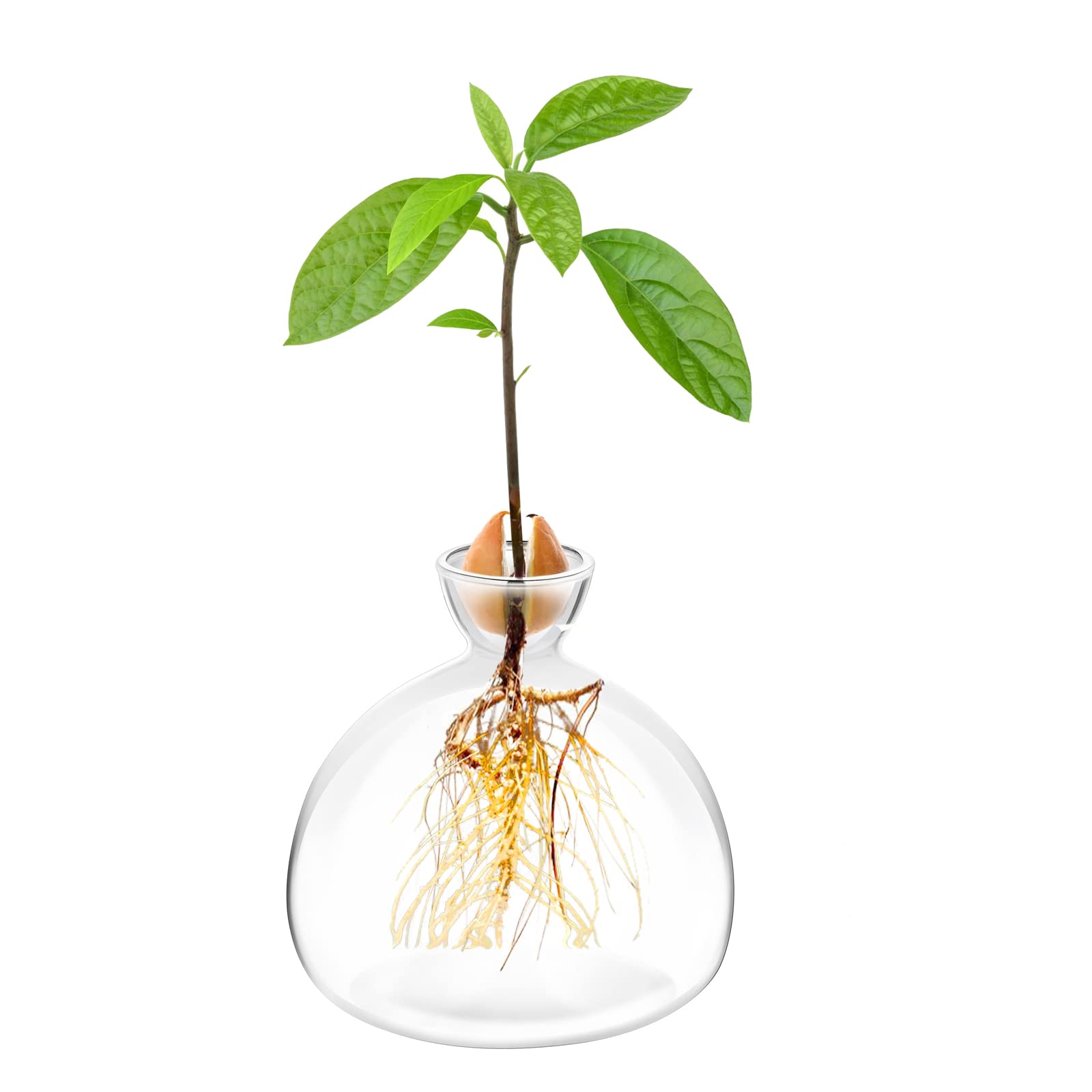 Mua YORSEEK Avocado Seed Starter Planter Vase Pot Avocado Tree Growing ...