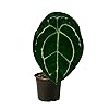 Anthurium Forgetii Silver by LEAL PLANTS ECUADOR| in Saudi Arabia ...