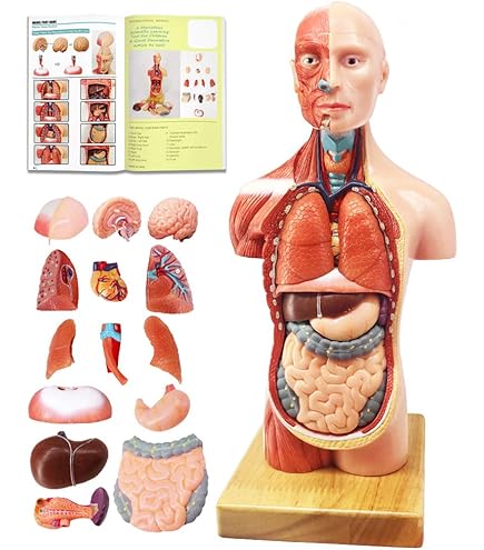 Nursing Practice Model MERRYHAPY Realistic Male Nursing Practice Doll ...