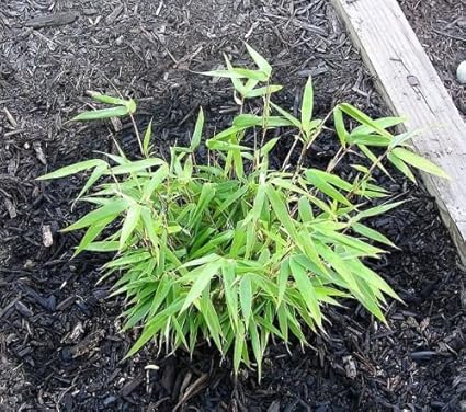 Fargesia Rufa Chinese Fountain Bamboo (Sent in 9cm pots) (1): Amazon.co ...