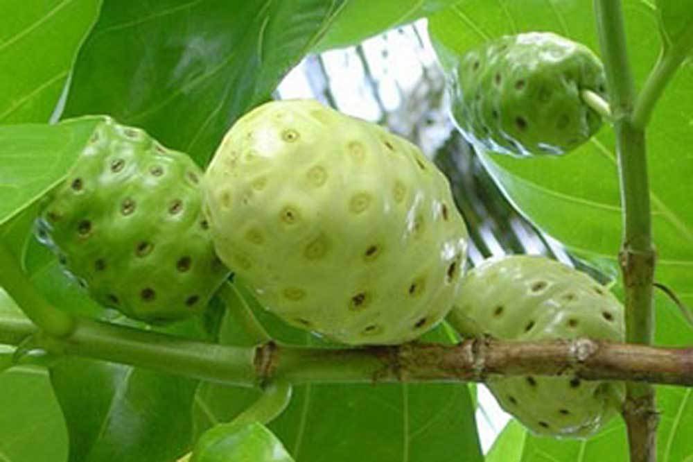 Buy Generic Morinda citrifolia, Noni Seeds Online at Low Prices in ...