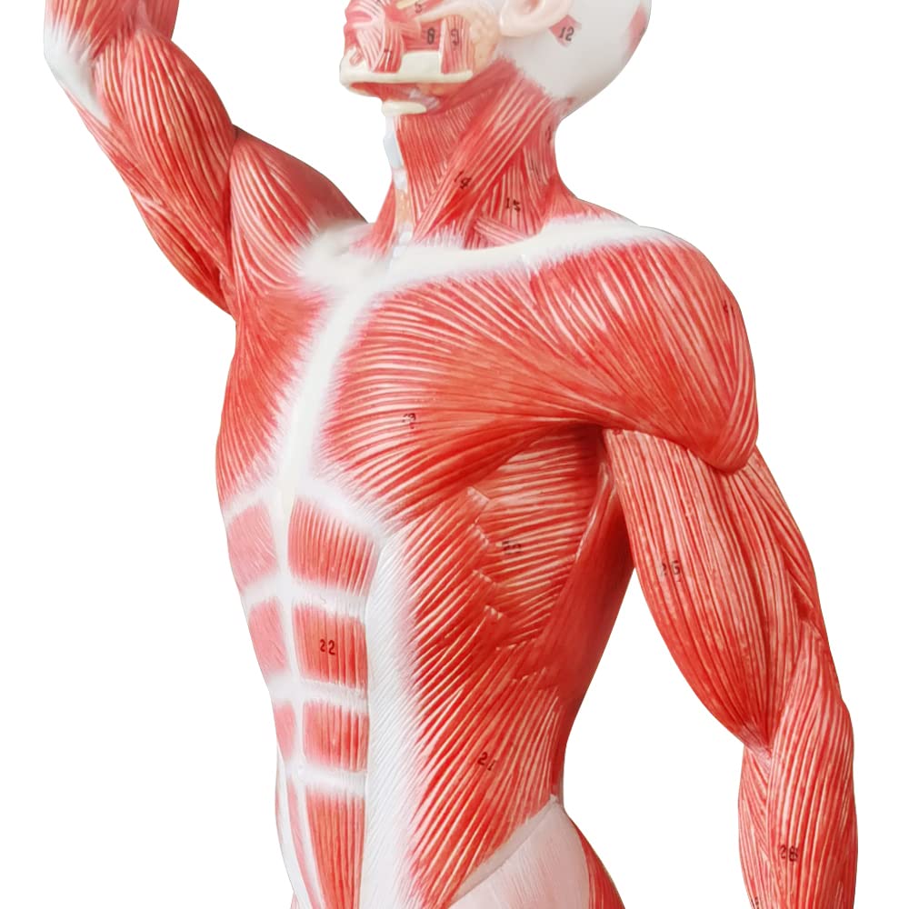Mua EVOTECH Human Muscle Model-20" Miniature Muscular System Model ...