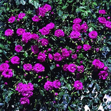 Pretty Pink®, rosa rampicante in vaso di Rose Barni®, pianta rampicante ...