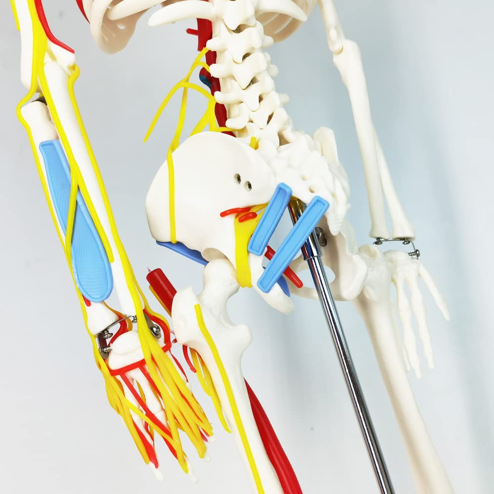 Mua Evotech Mini Human Skeleton Model for Anatomy, 33.5'' 1/2 Life Size ...