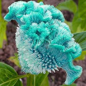 Amazon.com: ChinaMarket 100 Cockscomb Flower Seeds Blue (Celosia ...