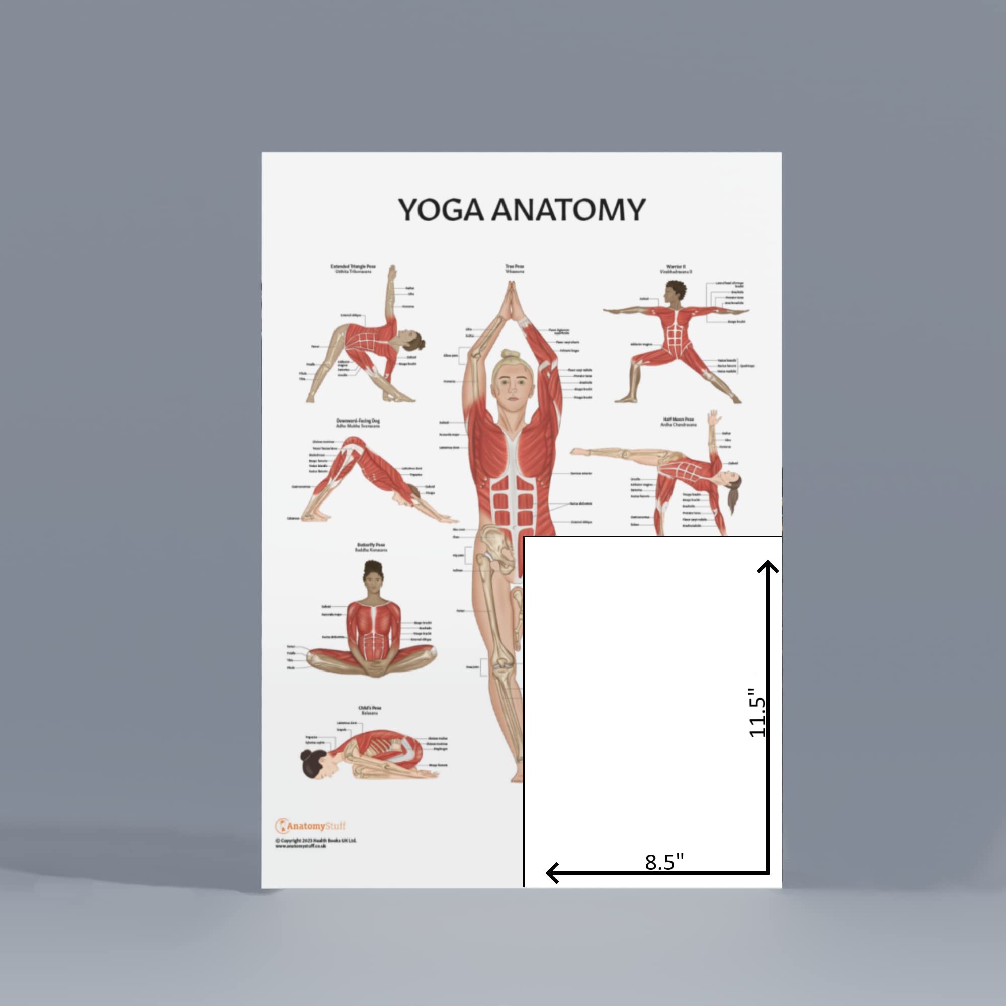 Mua Yoga Anatomy Poster, LAMINATED, Anatomy and Physiology Posters ...