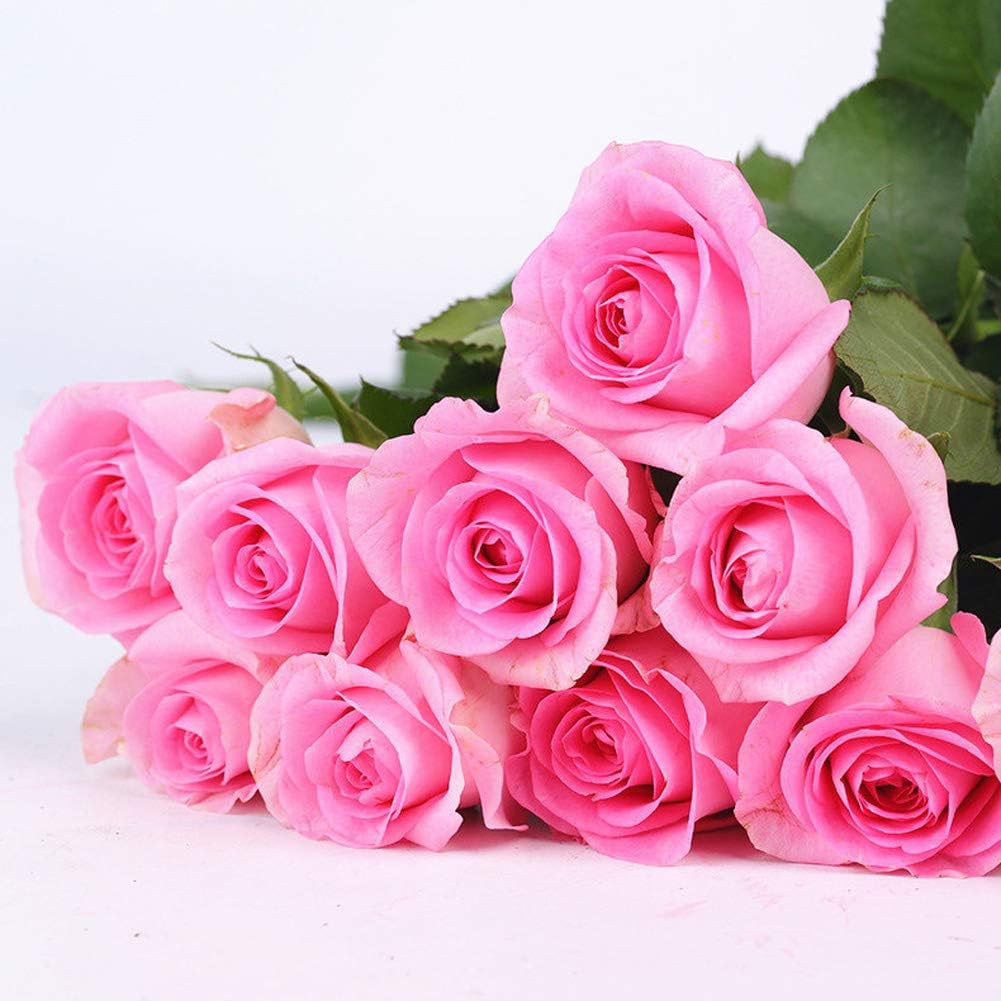 Pink Rose Seeds 100+ （Rosa Rugosa Thunb）Easy Grow Organic Flower Fresh ...