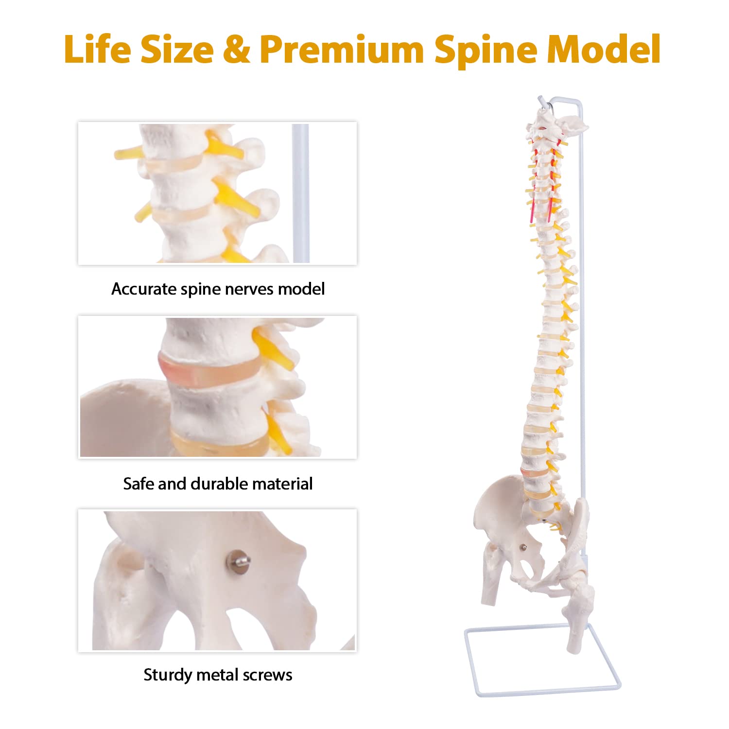 Mua breesky Spine Model, 34.6" Life Size Spinal Cord Model Flexible ...
