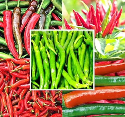 Big Pack - Pepper Combo II - (1,000+ Seeds) - Fushimi, Takanotsume ...