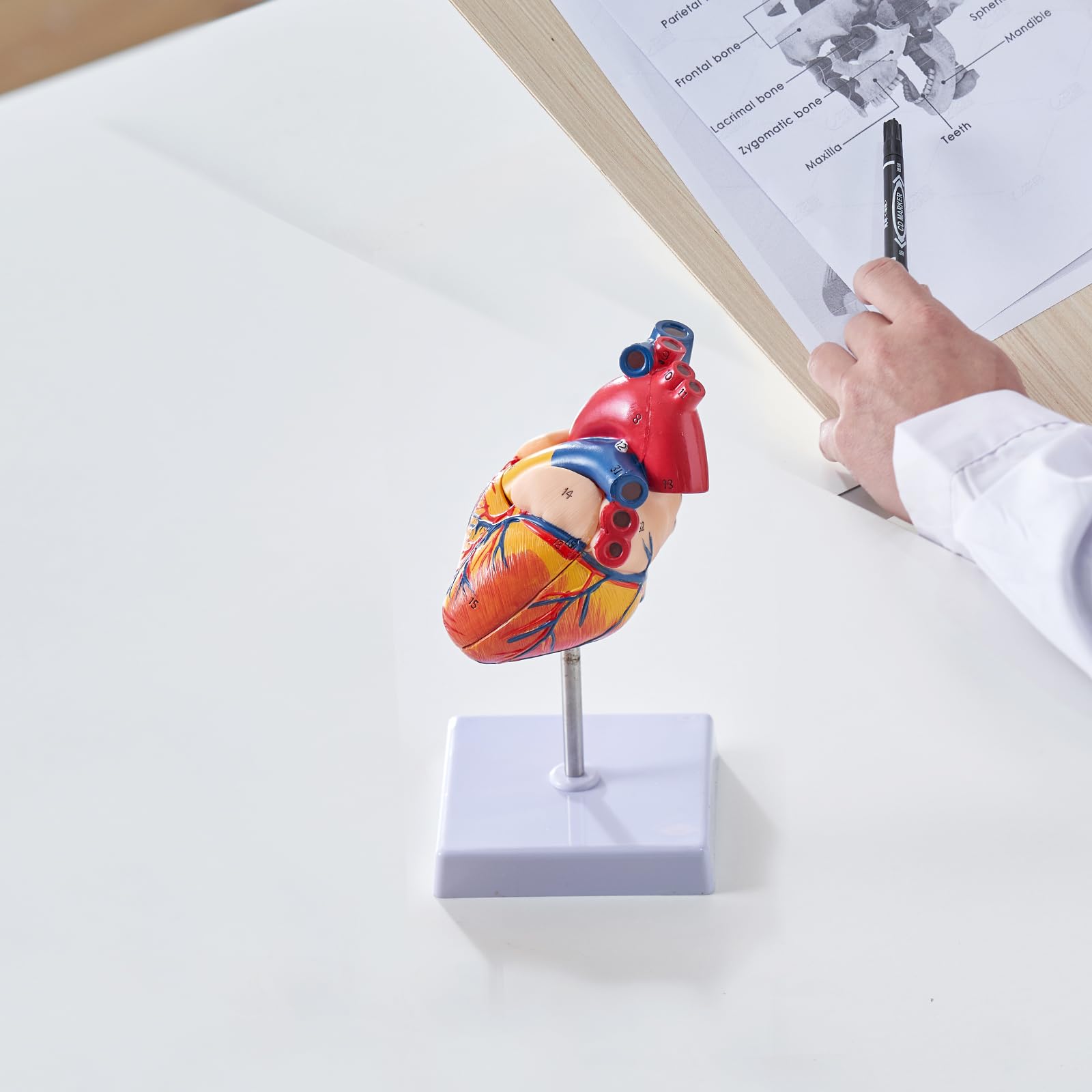 Mua VEVOR Human Heart Model, 2-Part 1:1 Life Size, Anatomically ...