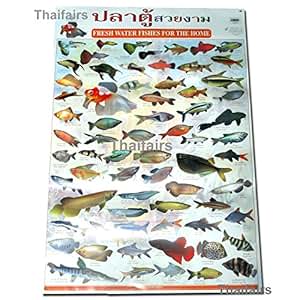 Amazon.com : FRESH WATER FISHS POSTER AQUARIUM FISH POSTERS MORE THAN ...