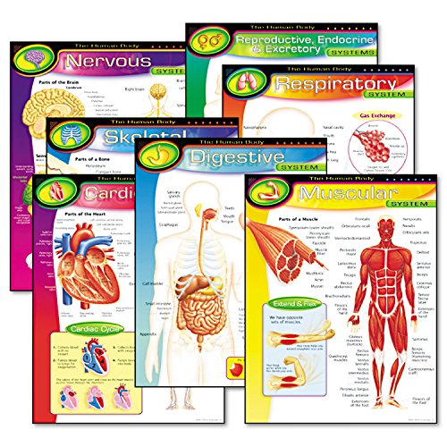 Buy Human Body Learning Chart Combo Pack 7 Charts 17 X 22 Online At buy-human-body-learning-chart-combo-pack-7-charts-17-x-22-online-at