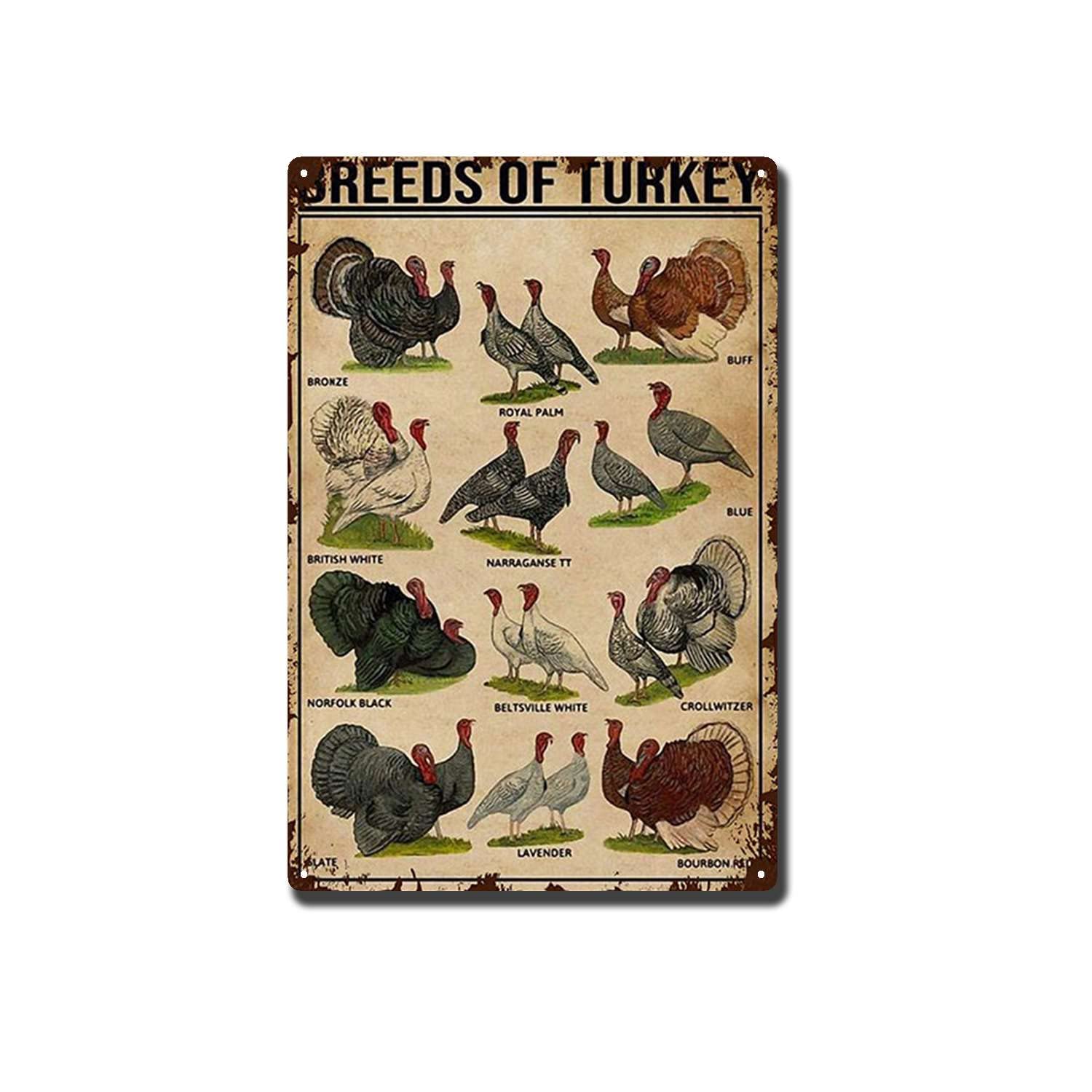 YLUYINOM Tin Sign Painting Breeds of Turkey Poster, Turkey Knowledge ...