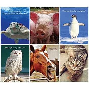 Amazon.com : Avanti Birthday Card Collection, Party Animals, 6-Count ...