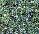 Myrtus communis - How to grow & care