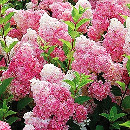 CHUXAY GARDEN Vanilla Strawberry Hydrangea-Hortensia Heart 50 Seeds ...