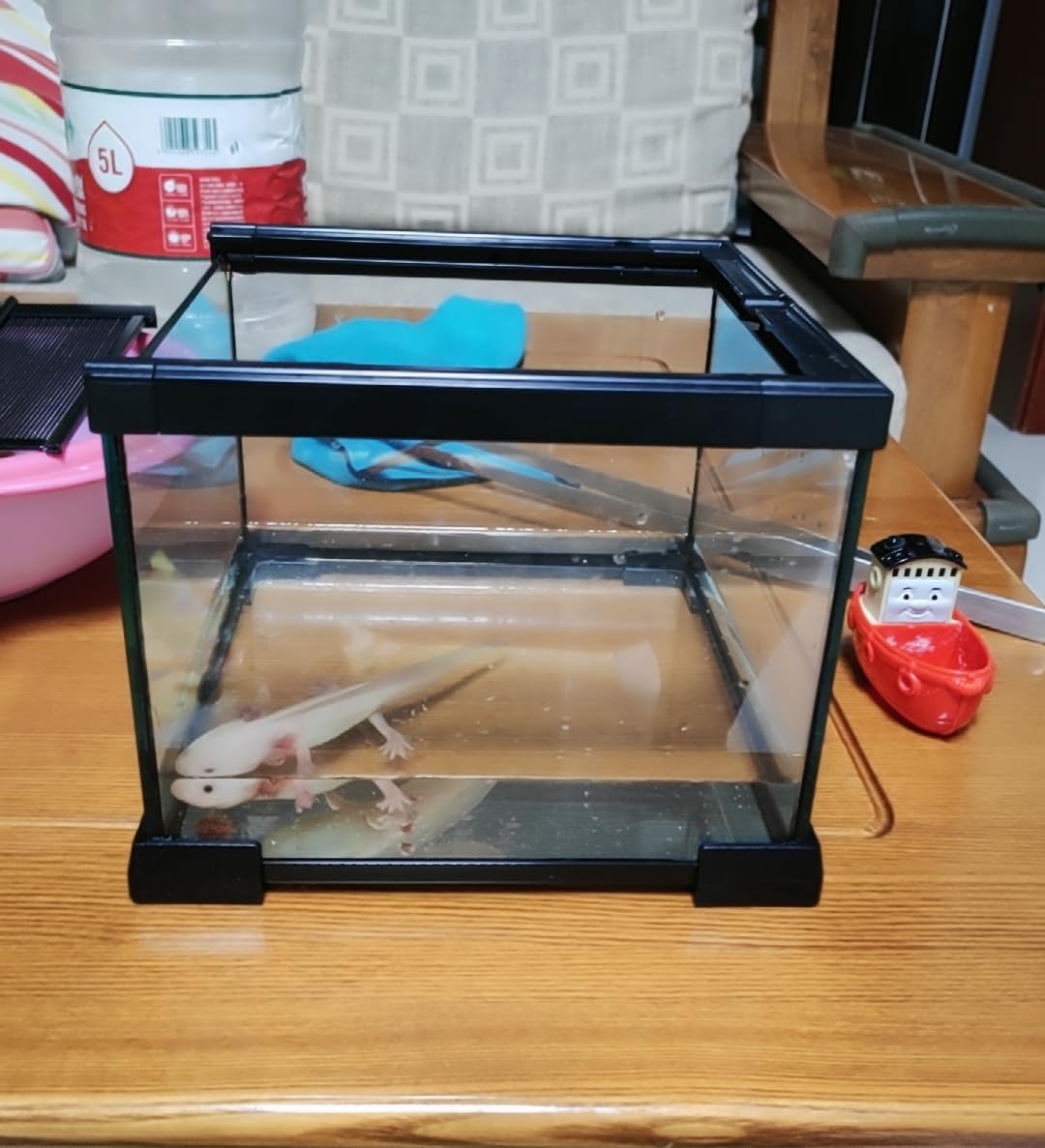 Mua Mini Reptile Glass Terrarium Tank, cage for Tarantula Sling Geckos ...