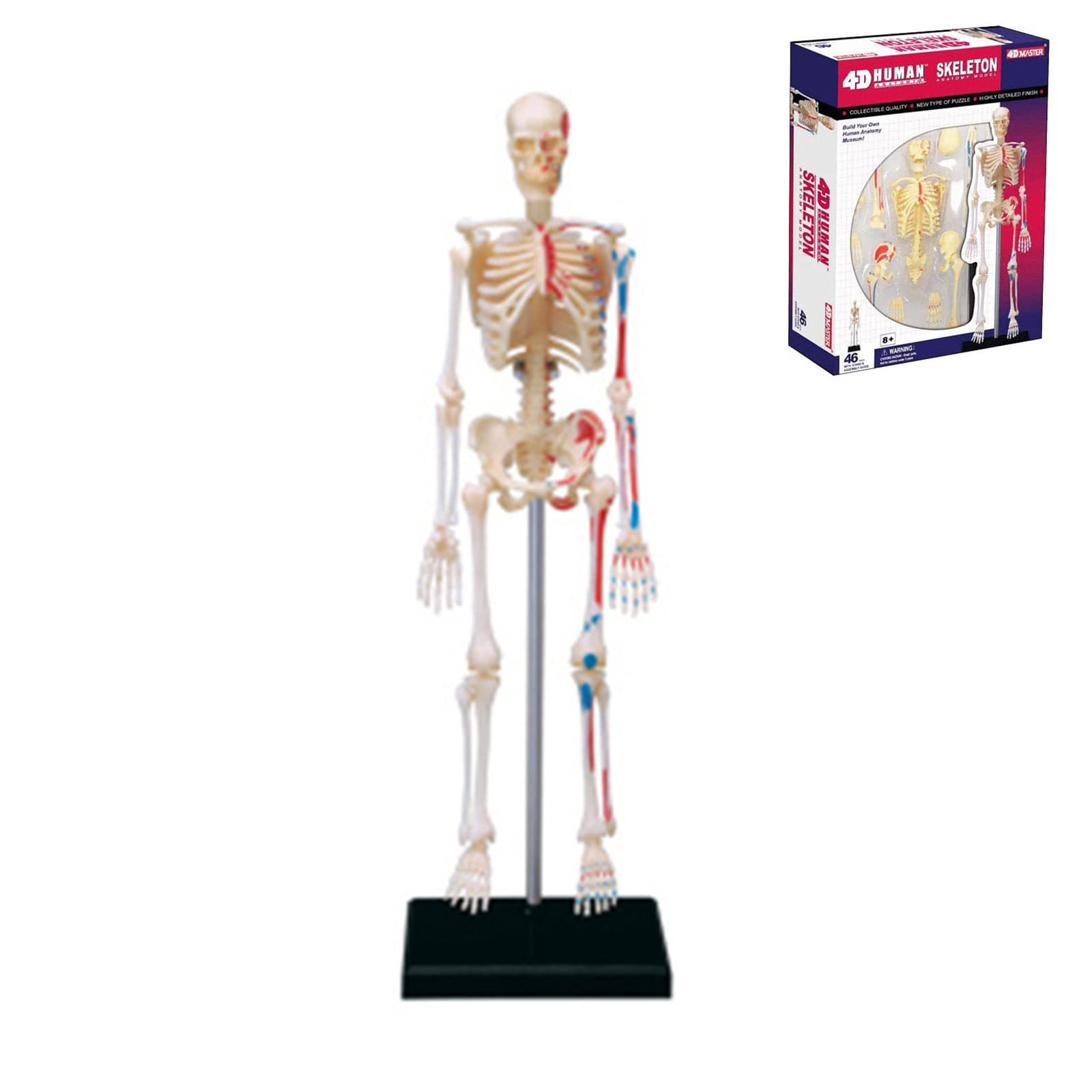 Mua wennqe Removable Mini Human Skeleton Model Full Body Small Skeleton ...