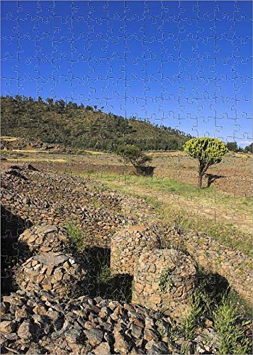 Abyssinian Genets (Genetta abyssinica): Ringtails in Djibouti, Eritrea ...