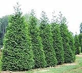 The Best Fast-Growing Evergreen Trees, Solved! - Bob Vila
