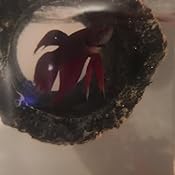 Zoo Med Floating Betta Log: Amazon.ca: Pet Supplies