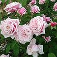 Amazon.com : Pink Climbing Rose Bushes Shrubs Live Plant, Pink Rose for ...