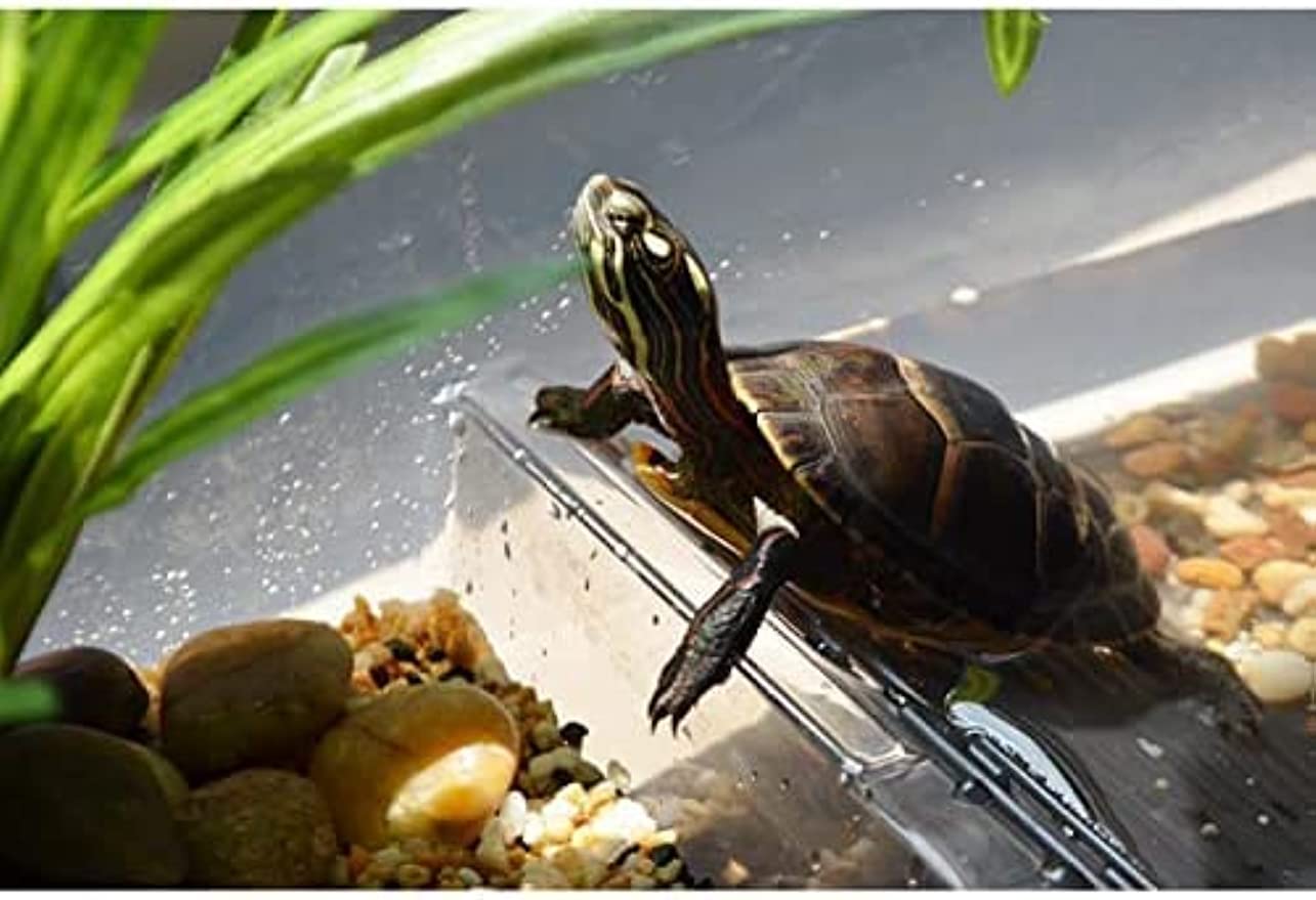 Mua turtle aquarium turtle box turtle paradise turtle water tank open ...