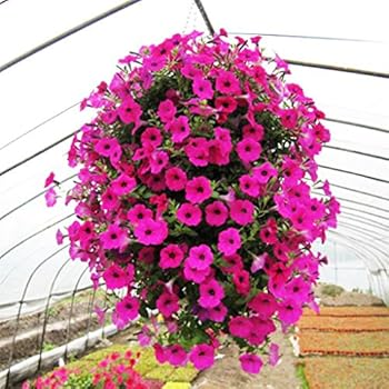 Amazon.com : 50+ Trailing Rose Colored Lobelia Regatta Perennial Flower ...
