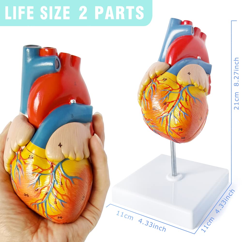Mua Merinden Sciences Human Heart, Torso and Skeleton Models- Sets of 3 ...