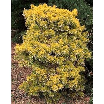Amazon.com : Gold Coin Scotch Pine - Turns a Buttery Gold in Winter 2 ...