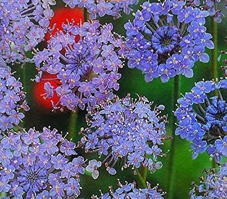 Didiscus Blue Lace Seeds - Didiscus caeruleus -: Amazon.co.uk: Garden ...