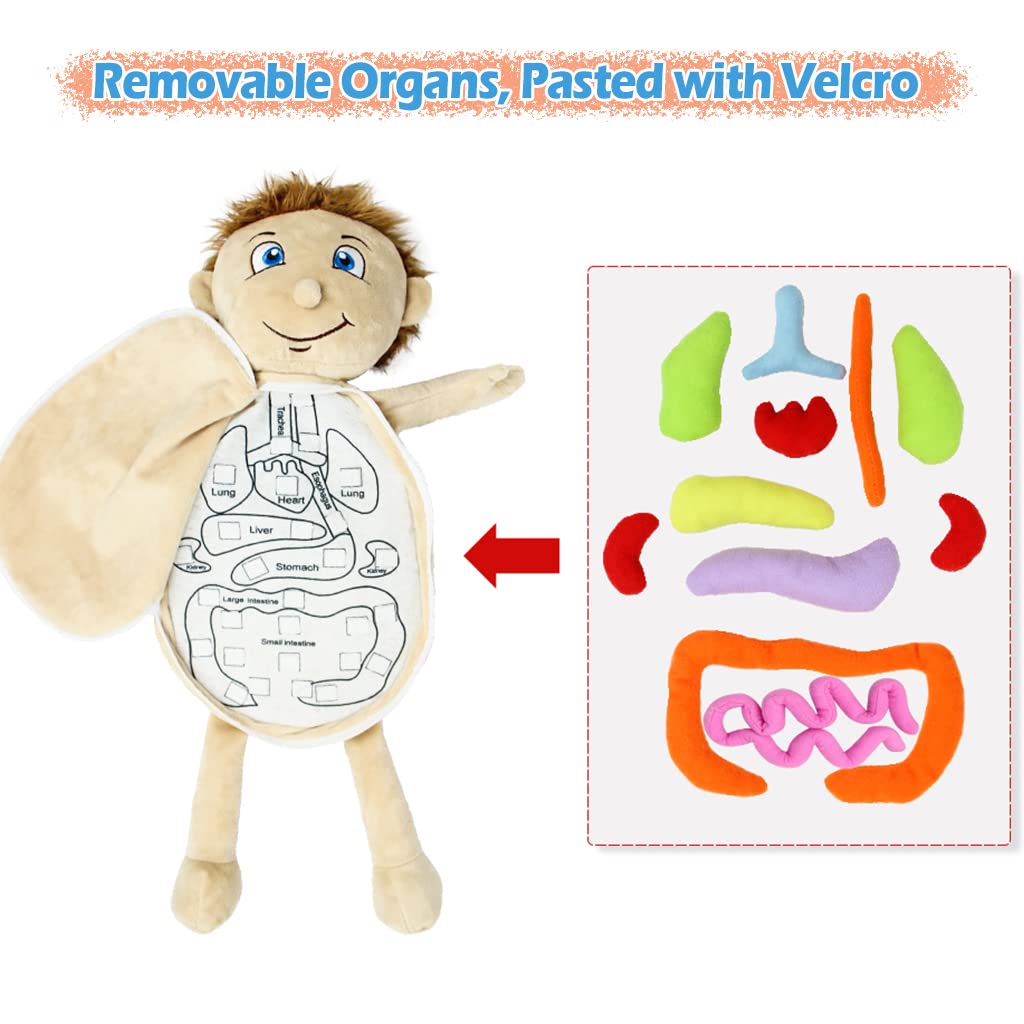 Mua Human Body Model for Kids, Anatomy Toy, Human Body Organs ...