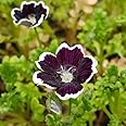 Amazon.com : Pennie Black,100 FLOWER SEEDS,Nemophila Discoidalis,Shade ...
