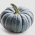 Amazon.com : True Blue Pumpkin Seeds | 20 Seeds Packet | Blue ...