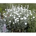 Amazon.com : 50 White Lychnis Coronaria Alba (White Rose Campion ...