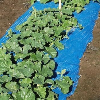 Amazon.com : Silver Metallic Plastic Mulch 4 Ft X 50 Ft 1.0 Mil ...