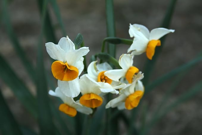 Kraft Seeds Nargis or Narcissus Flower Bulb (Pack of 6): Amazon.in ...