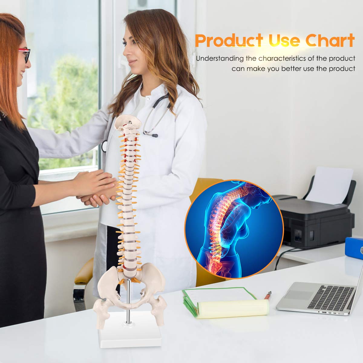 Mua Mini Spine Anatomy Model, Human Spine Model, with Spinal Disc ...