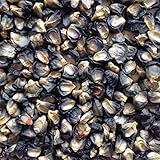 Blue corn seeds for sale - Grow plants