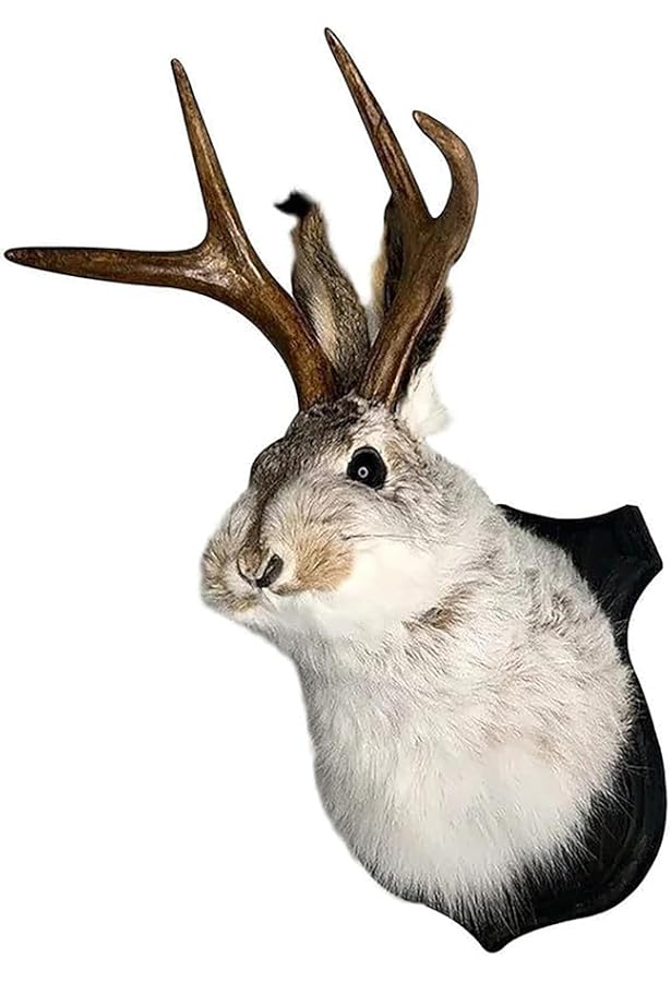Jackalope Omtrek