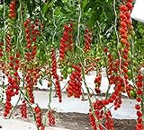 Tomato tree - How to grow & care
